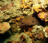 黑点裸胸鳝-Gymnothorax favagineus-喵潜AI 鱼类辨识-你的在线鱼书