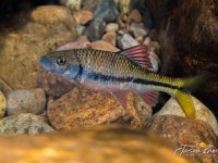 薄颌光唇鱼-Acrossocheilus kreyenbergü-喵潜AI 鱼类辨识-你的在线鱼书